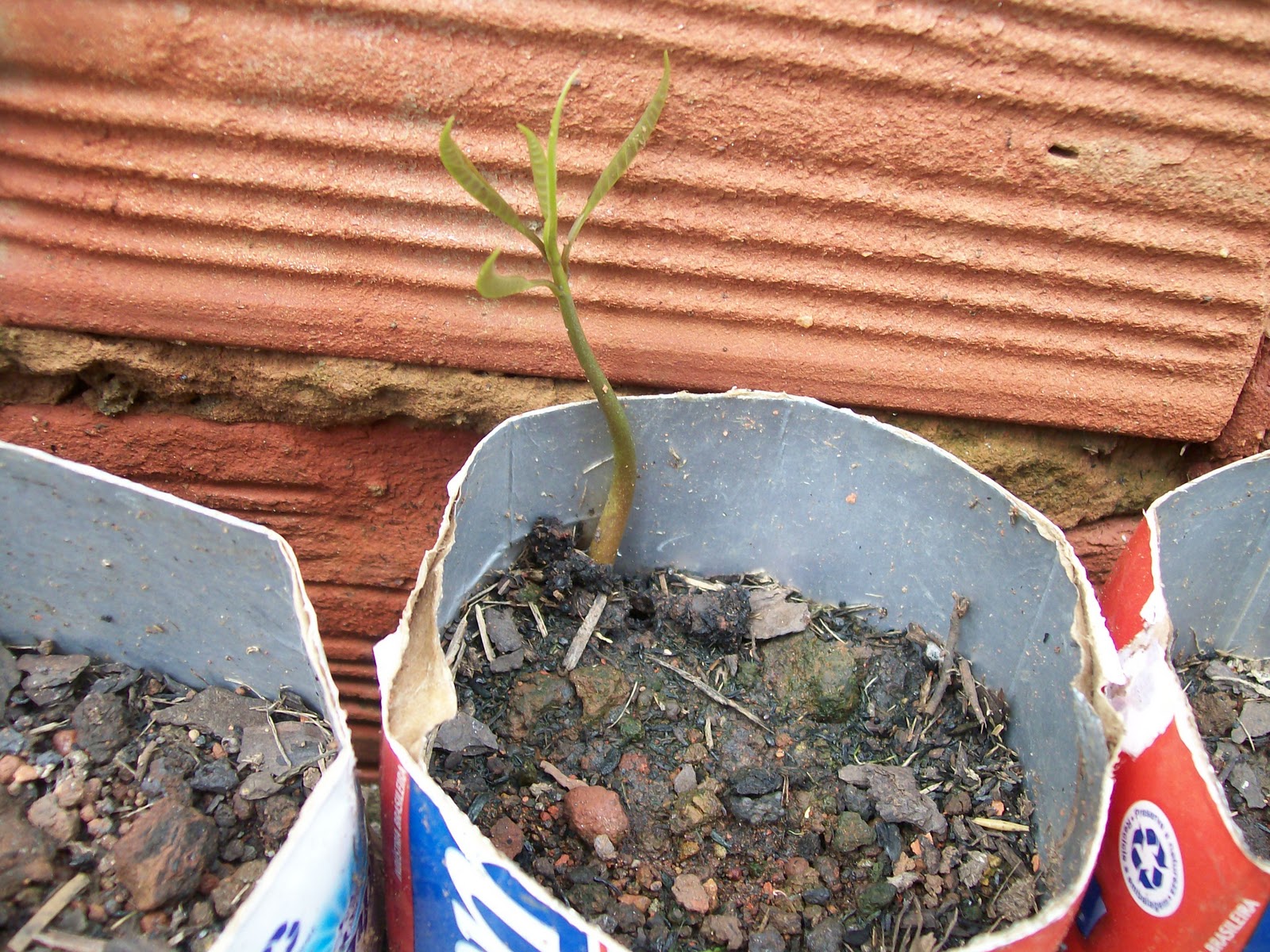 Uma semente por dia: A semente de manga Tomen/Rosa germinou! Olha que ...