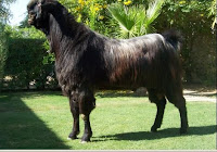 Buy New Bakra: Winner Bakra highest Lenght and weight pictures of bakra