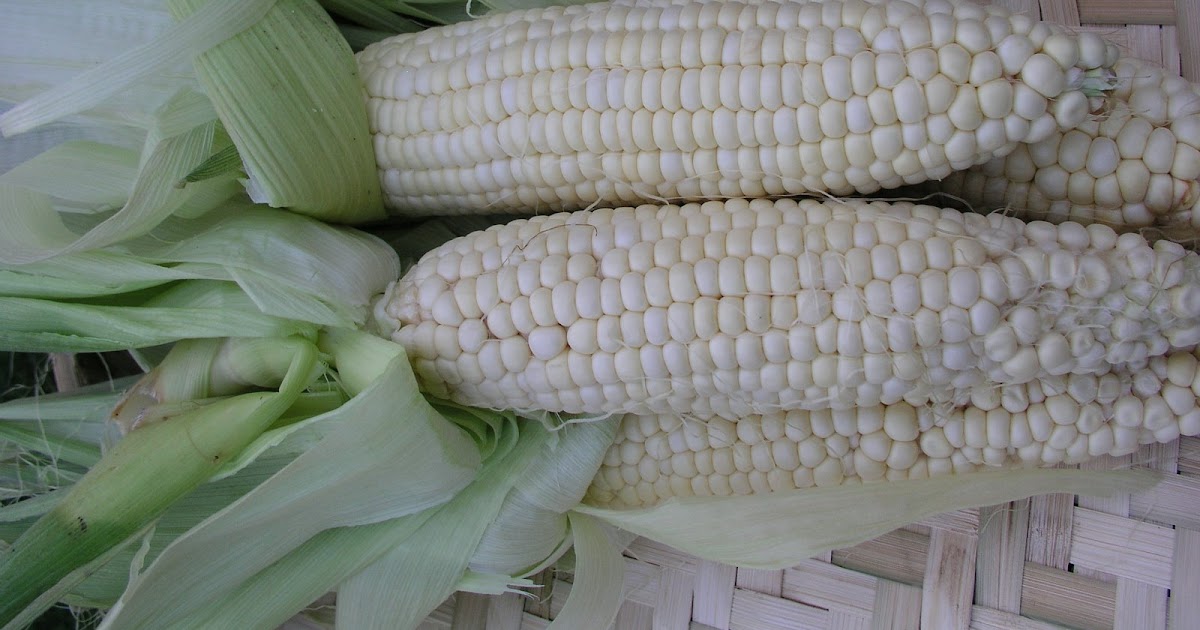 Grilled Makka Cholam/ Corn - Few Minute Wonders