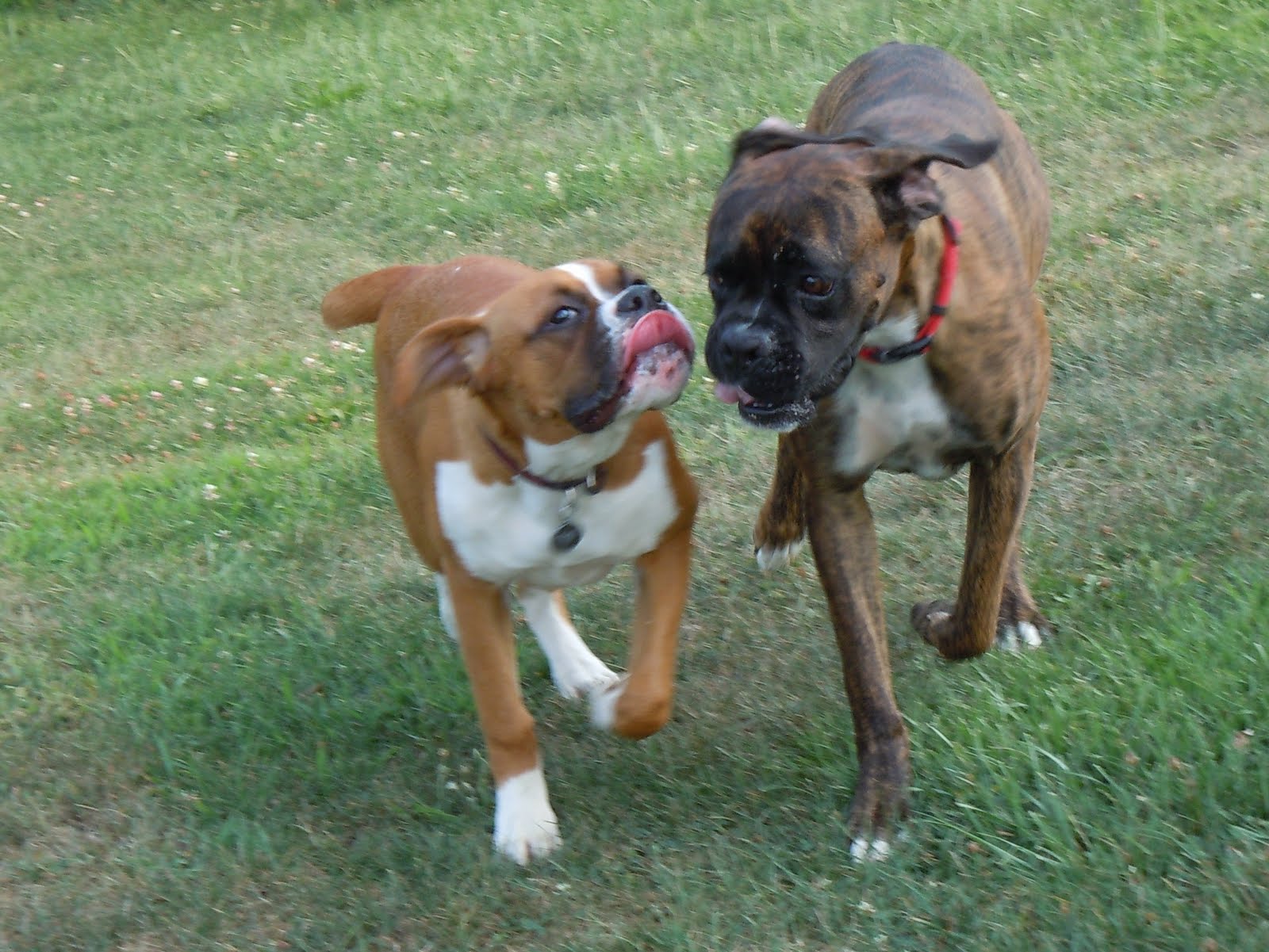 Lucy, Duke & Their Humans: Boxer, Boxer, & Boxer Play Date!