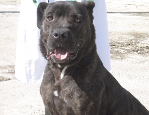 Molossoidi da Adottare: SIMBA:CANE CORSO DA ADOTTARE (COSENZA)