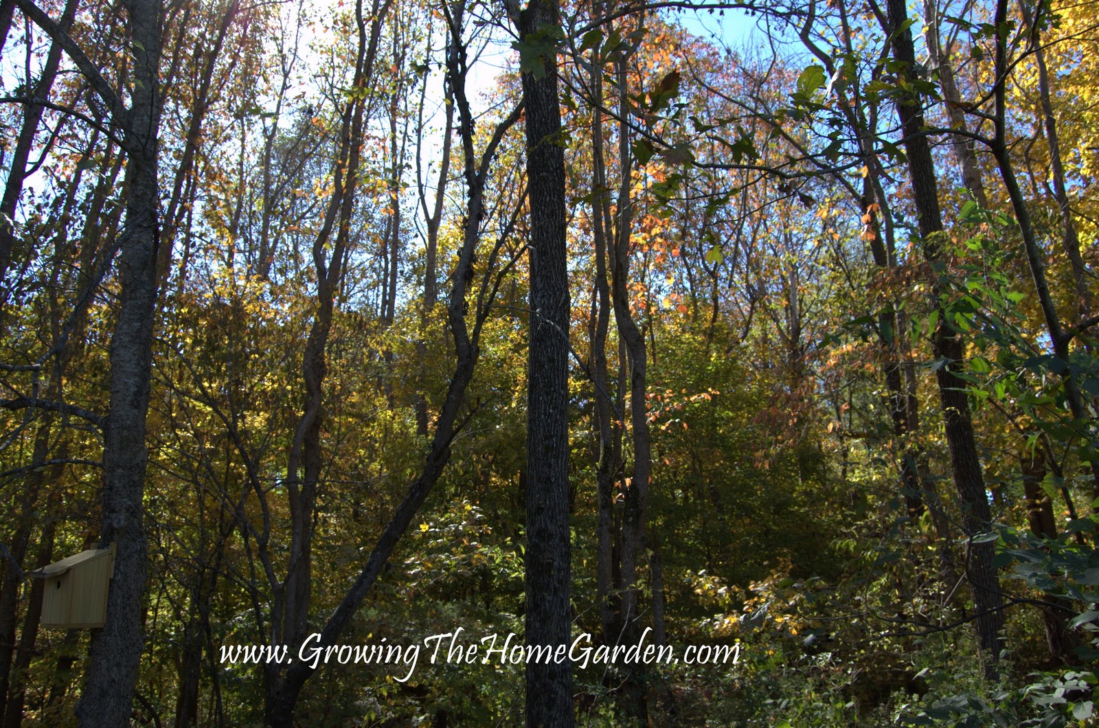 Fall Color in the Tree Line - Growing The Home Garden