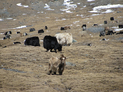 Discover Russia through its endangered animal species: Alpinism in ...
