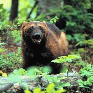 Discover Russia through its endangered animal species: What is the link ...