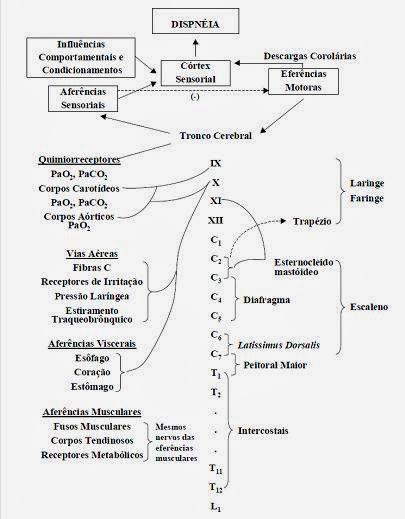 Fisiologia da DISPNEIA – Fisioteraloucos