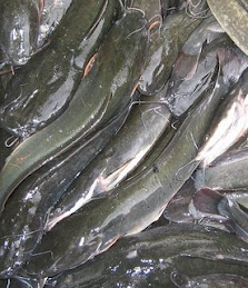 KELI KANVAS: IKAN KELI