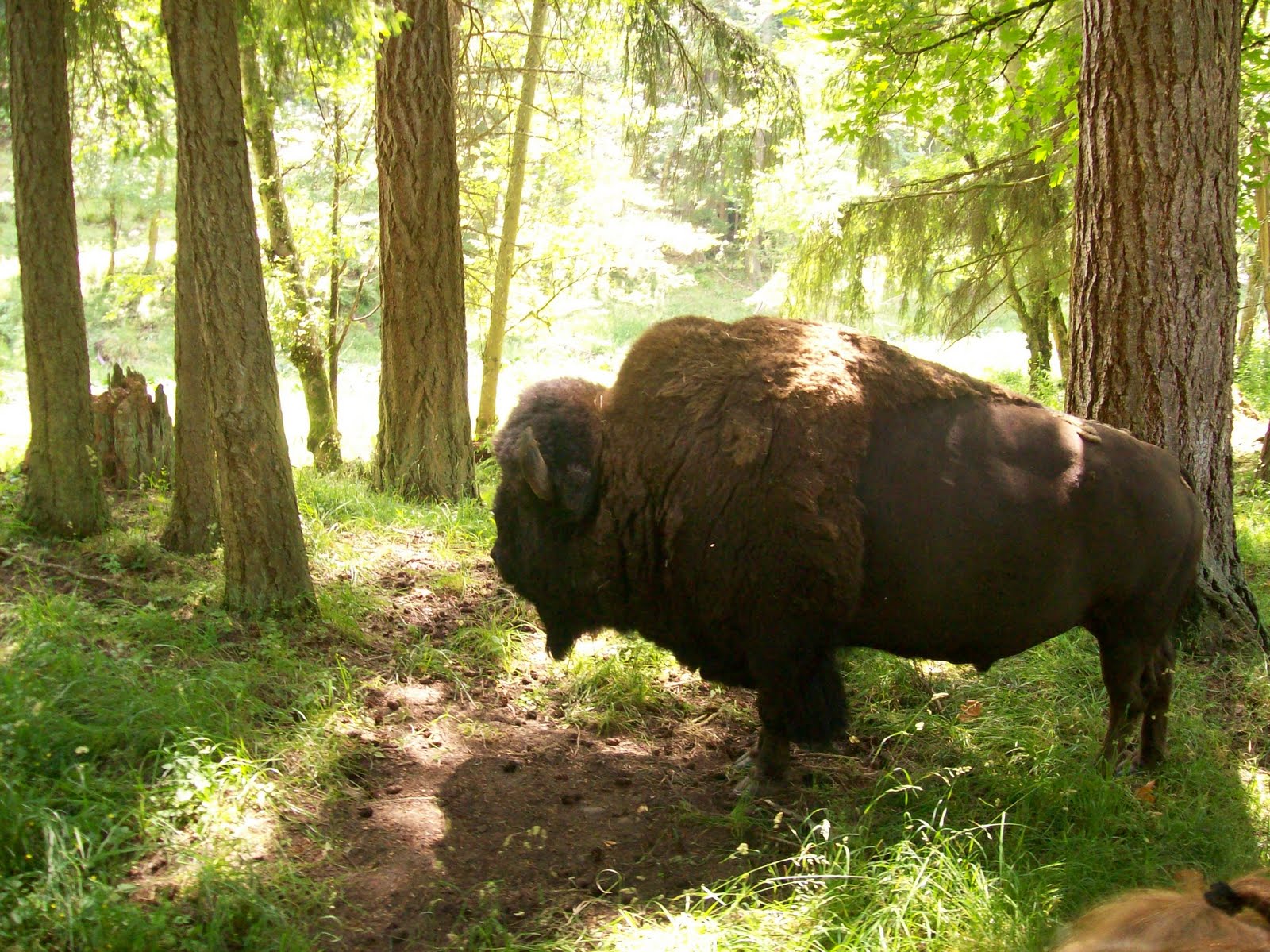 Life: Be In It!: Northwest Trek July 2010