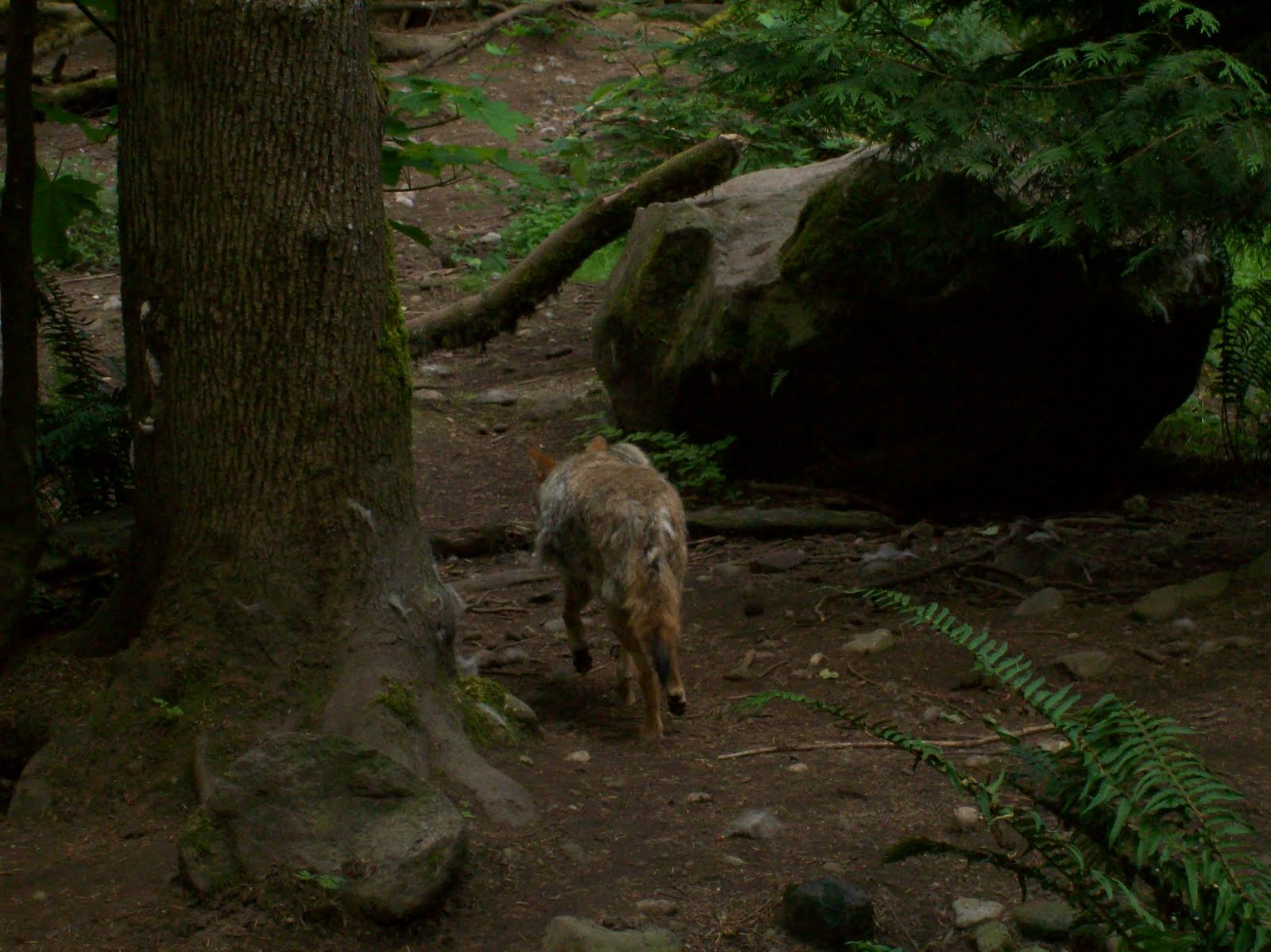 Life: Be In It!: Northwest Trek July 2010