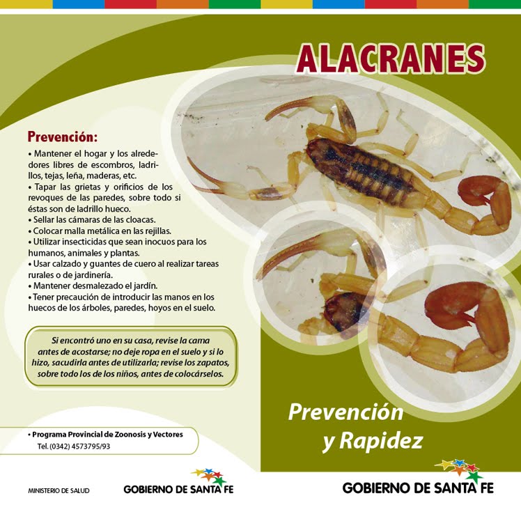 HOSPITAL CORONDA: Alacranismo