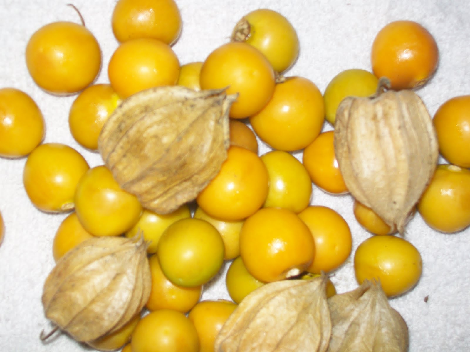 "AGRICULTURA ANDINA INKA": CULTIVO DE AGUAYMANTO:Una fruta pequeña de ...