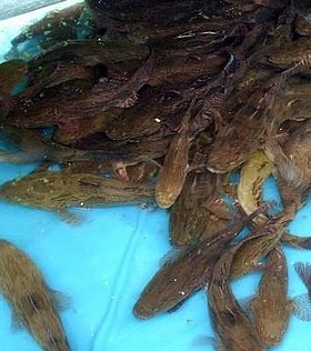 PEMBEKAL BENIH UDANG KARA (LOBSTER) KETUTU KELI TILAPIA HARUAN : KETUTU