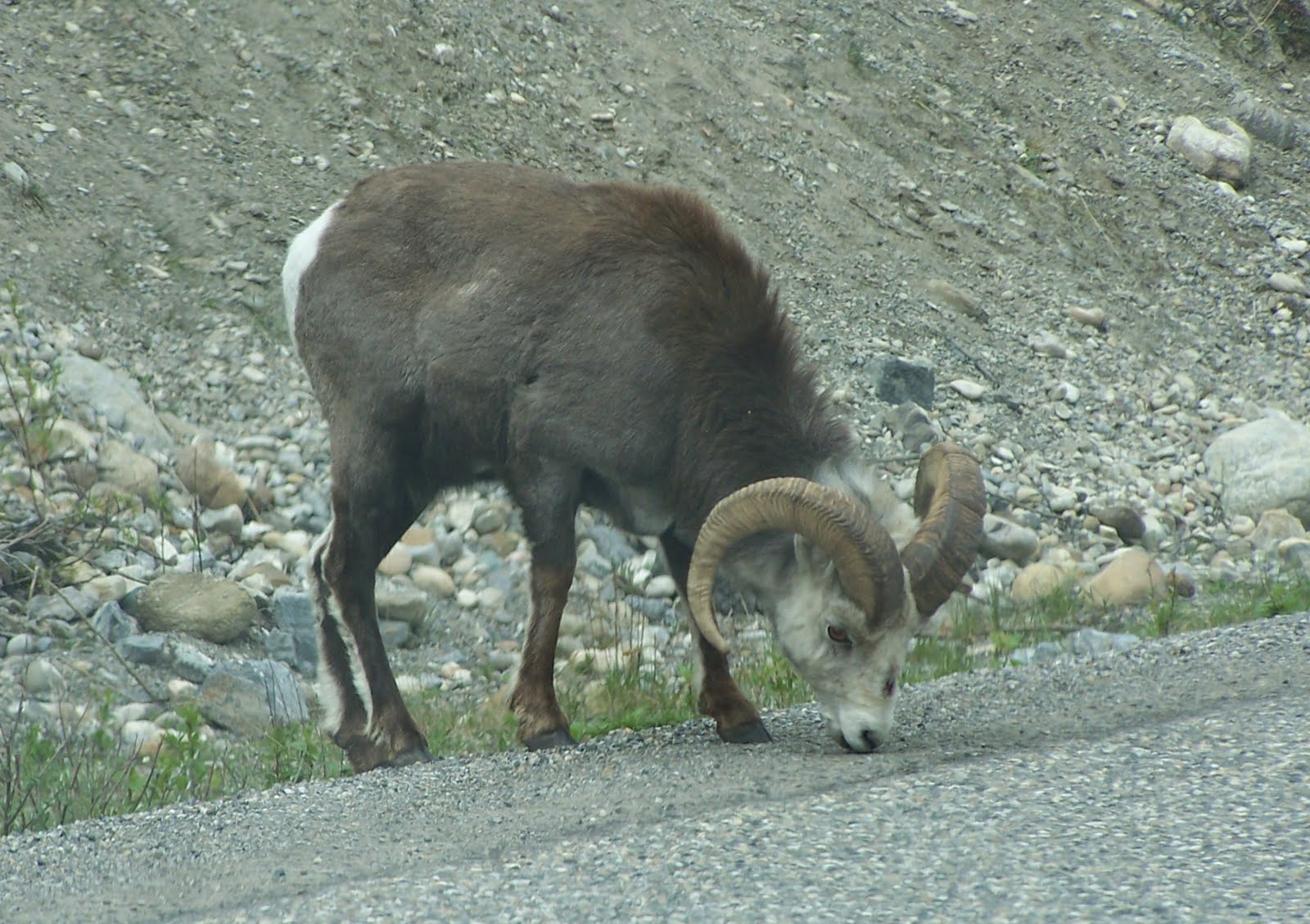 SUMMER CAMP HAINES ALASKA 2010: STONE SHEEP ON THE ALCAN HWY