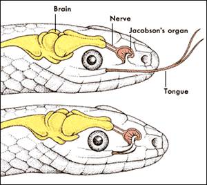 Zuma World: Amazing Animal Senses That Humans Do Not Have!