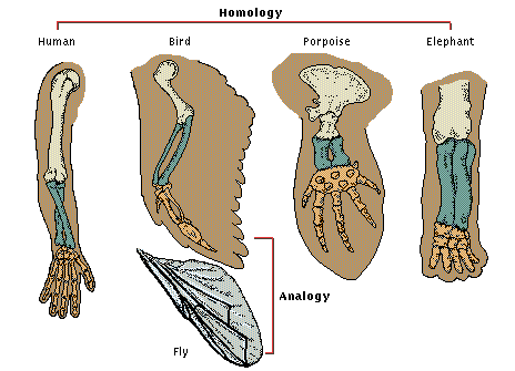 PEMBAHASAN TENTANG EVOLUSI ~ Severalcut