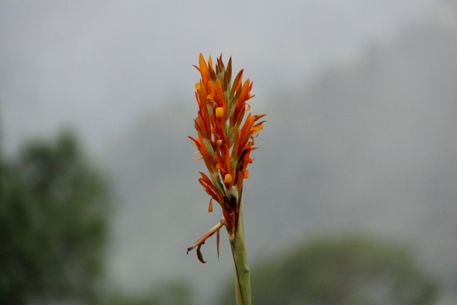 AMPLIFY!: Beauty of Kasauli