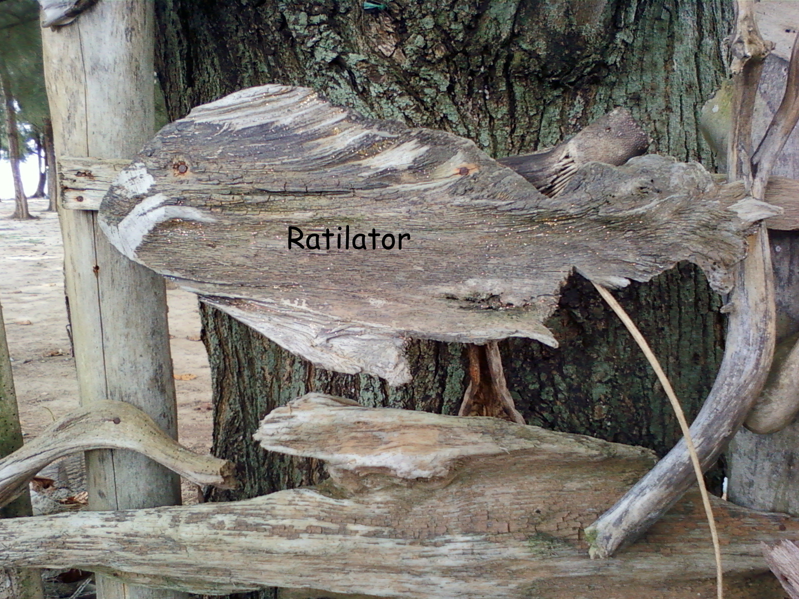 Wooden & Dry Fish
