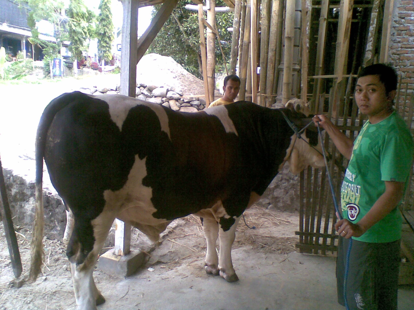 vibelspot: perkembangan sapi potong di indonesia