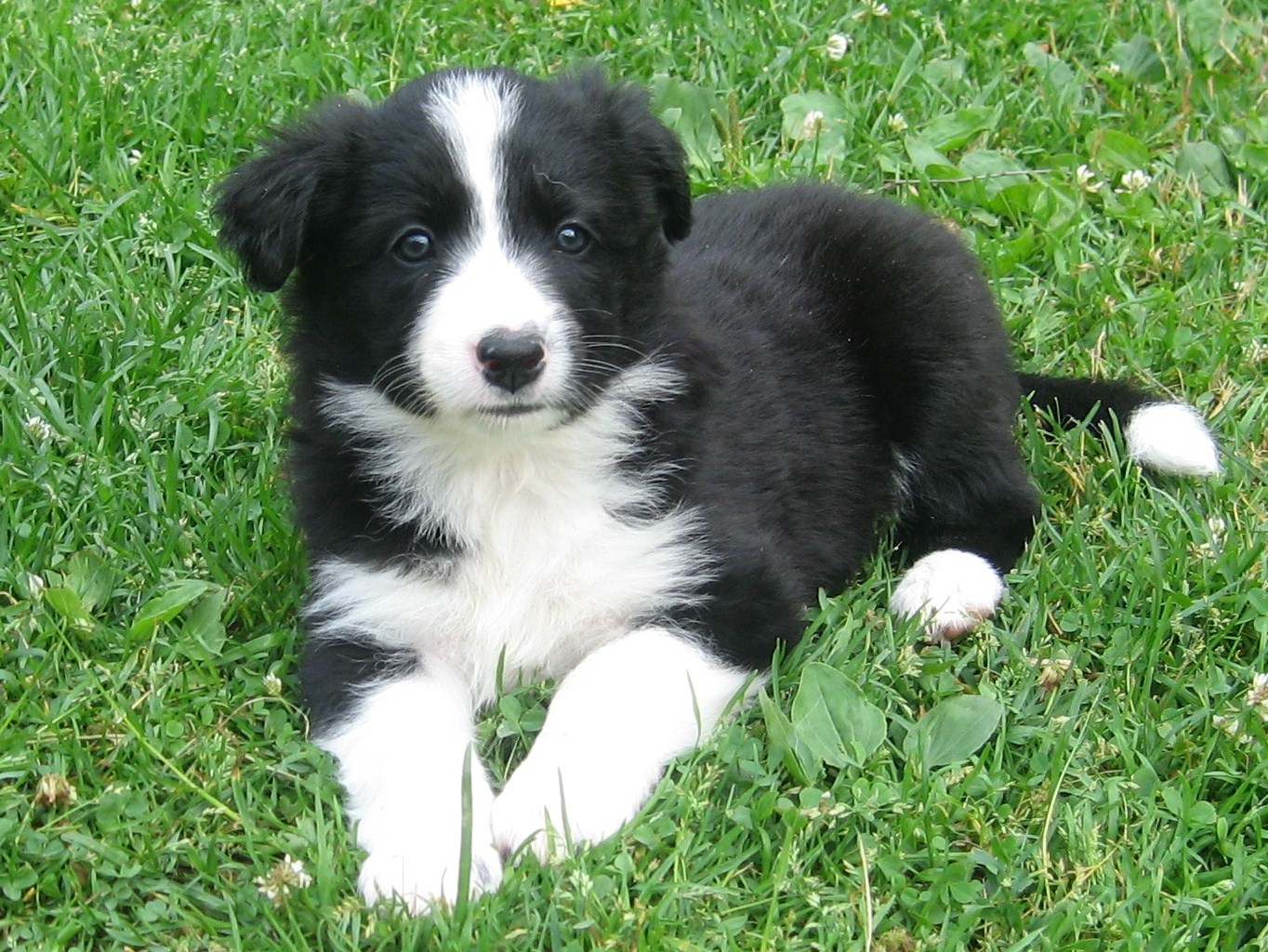 Kennel Kiæråsen valpeblogg: Valper 6 uker