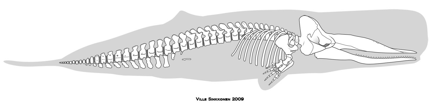 以前的抹香鲸 有脚哦~~【虎鲸吧】_百度贴吧
