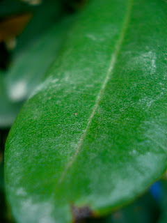 RedRoots - Local Goodness: Bay Rum Makes the Old Spice Guy Smell Like A ...