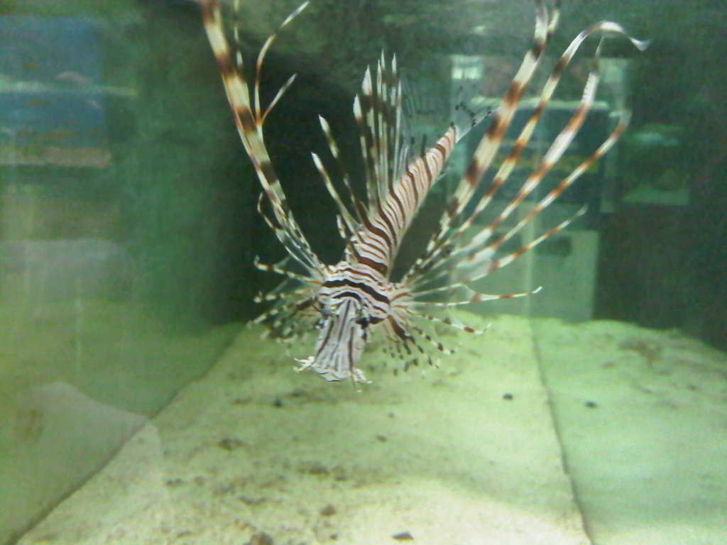 Buce-ANDO...: El Pez León...El Nuevo "Rey" del Mar?