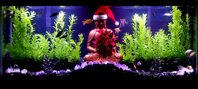 GoneSavage: Christmas Aquariums