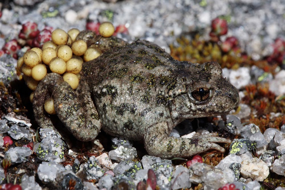 Quitridiomicose no Parque Natural da Serra da Estrela