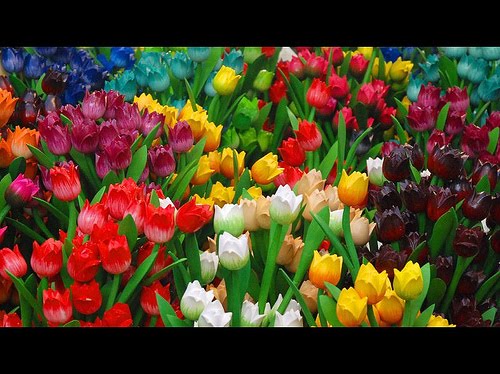 Lucruri pe care credeai ca le stii...: De unde provin lalelele?