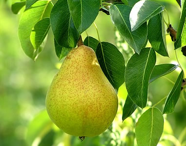 RosaliaLesmana: BUAH PEAR