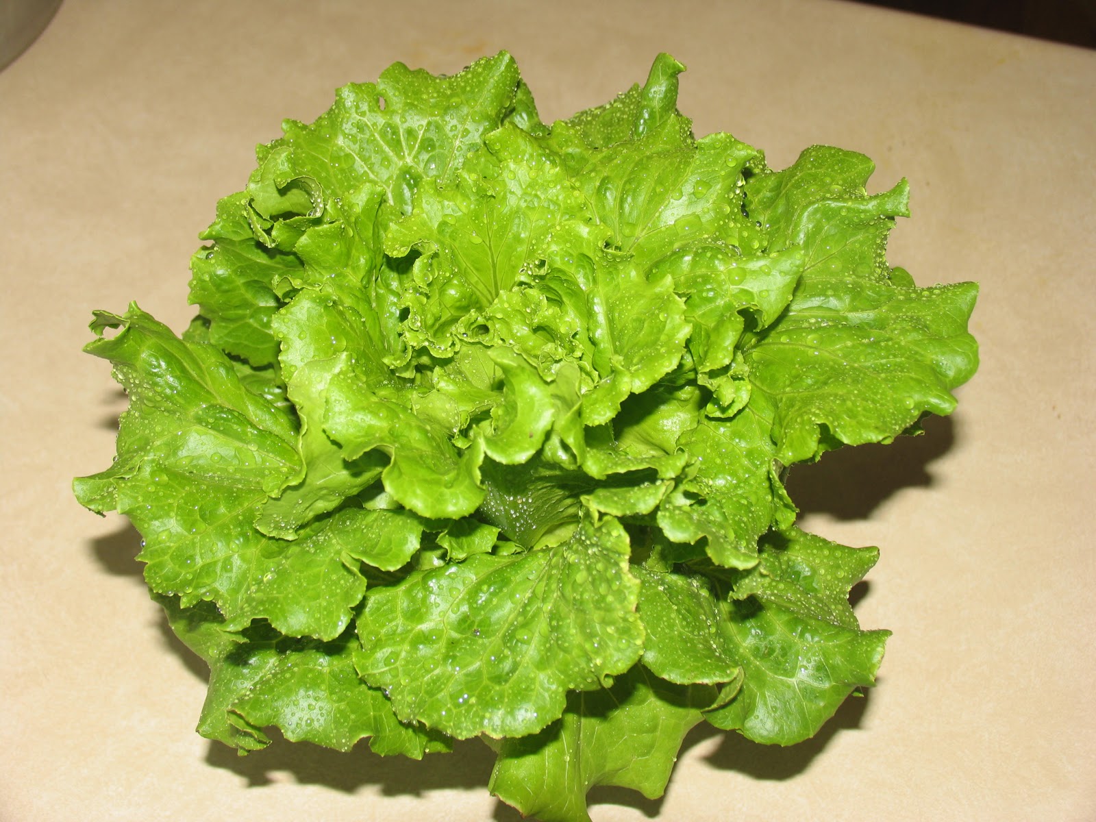 Macam Jenis Selada - Lactuca sativa