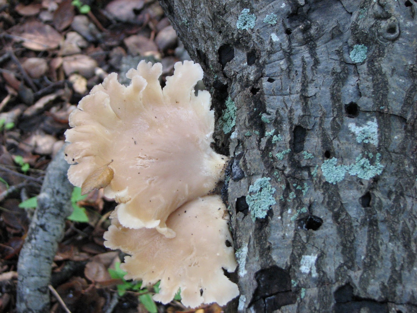 Musafir's Musings: Fall 2010 - Wild Mushrooms - Skyline Ridge