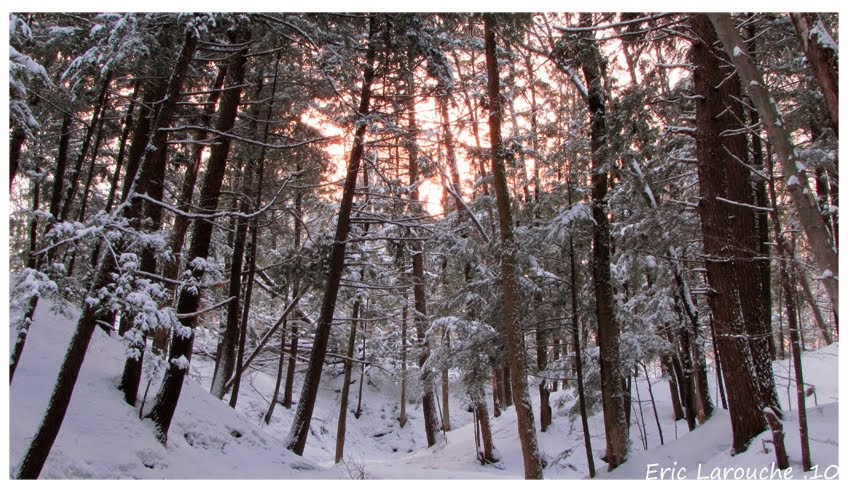 Forêt Canadienne en hiver | Québec Photo - Photo blog Fonds d'écran ...