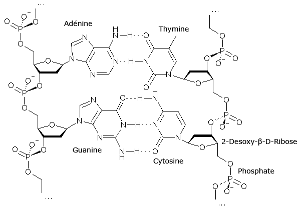 Ciencias Christine: ESTRUCTURA DEL ADN