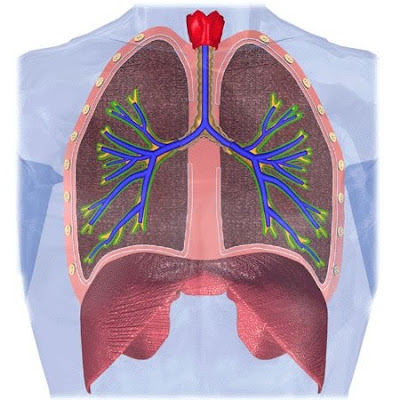 Gezondheidsweb: De longen