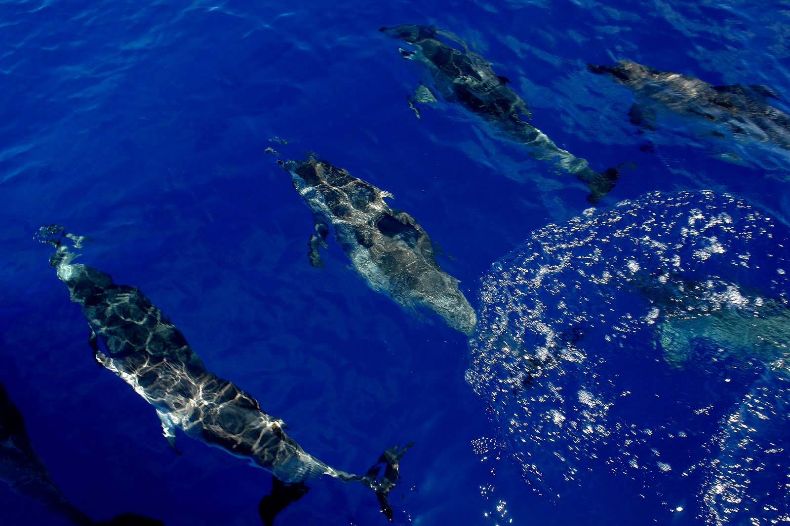 BIOEDUCA: LOS DELFINES "LA BELLEZA DEL MAR"