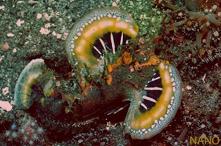 splat!: El pez diablo