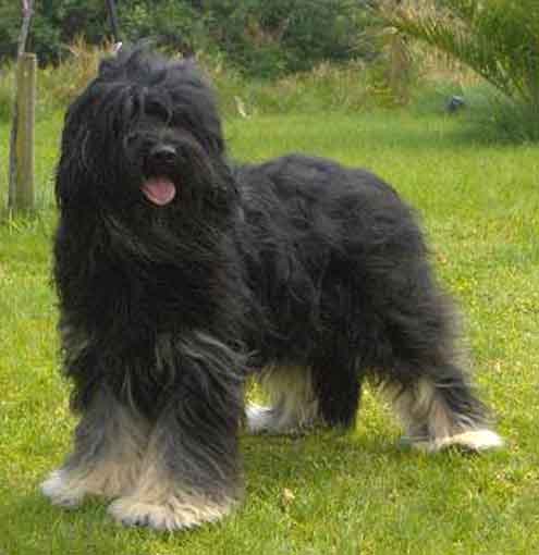 The Portuguese Water Blog: The Dogs Of Portugal