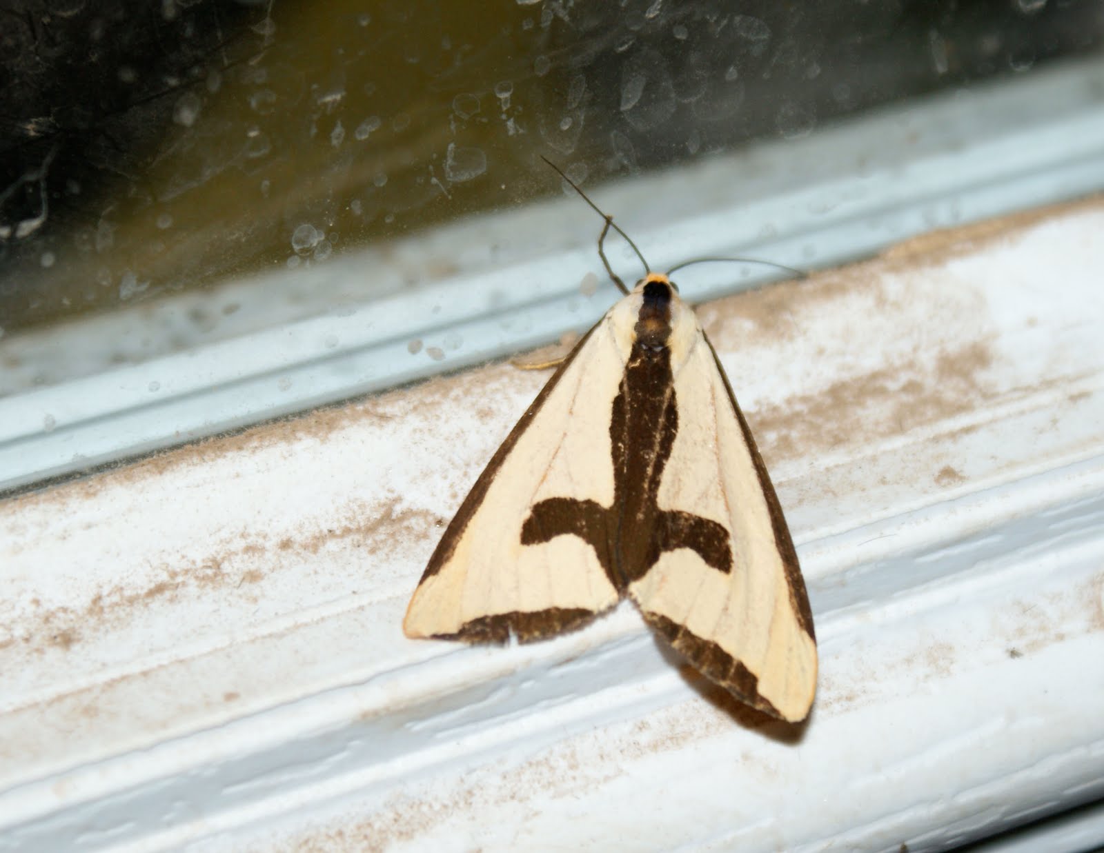 The Portuguese Water Blog: Summertime