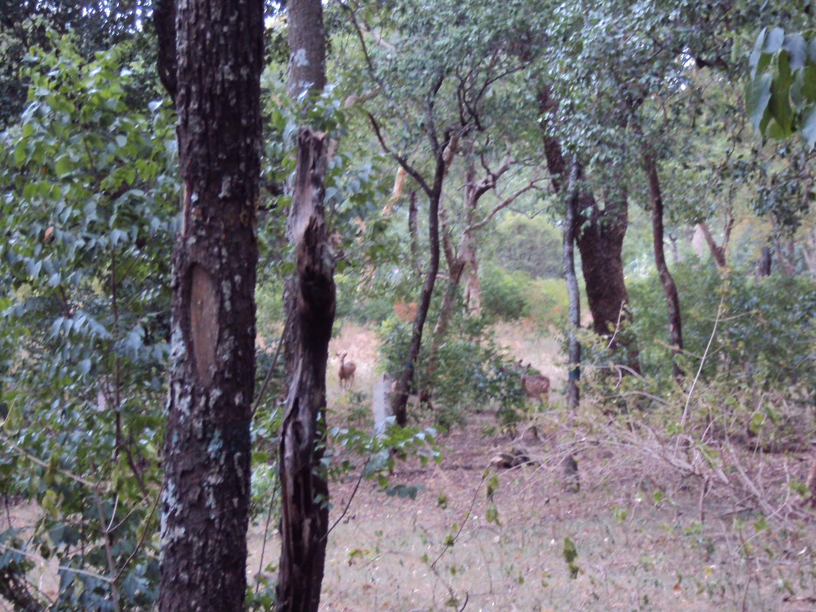 wildlife tourism in kerala: marayoor sandalwood forest