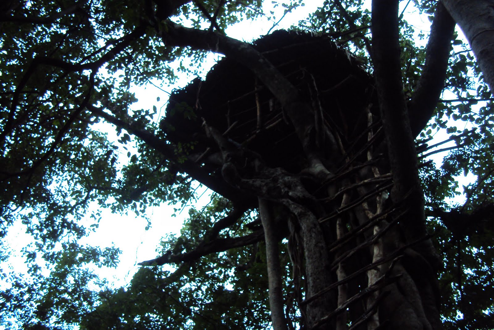 wildlife tourism in kerala: erumadam in big tree