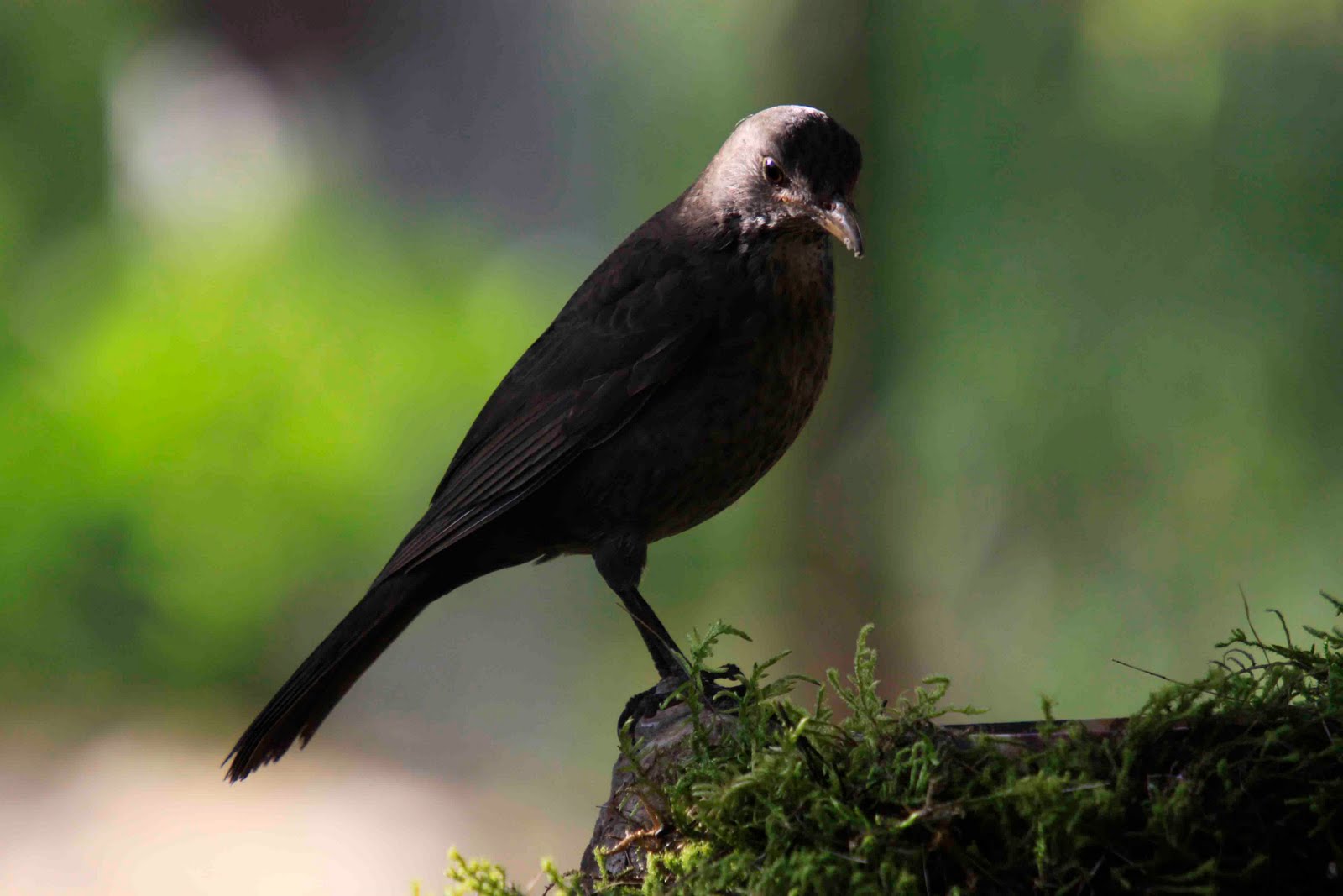 VIVE LA NATURALEZA: MIRLO COMÚN