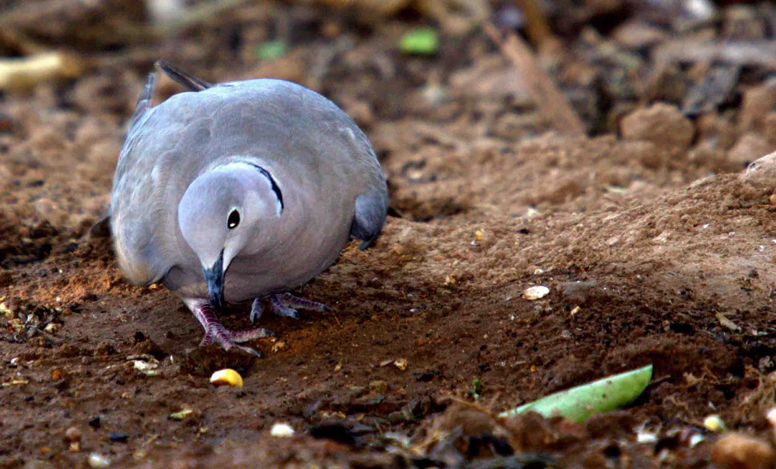 VIVE LA NATURALEZA: TÓRTOLA TURCA