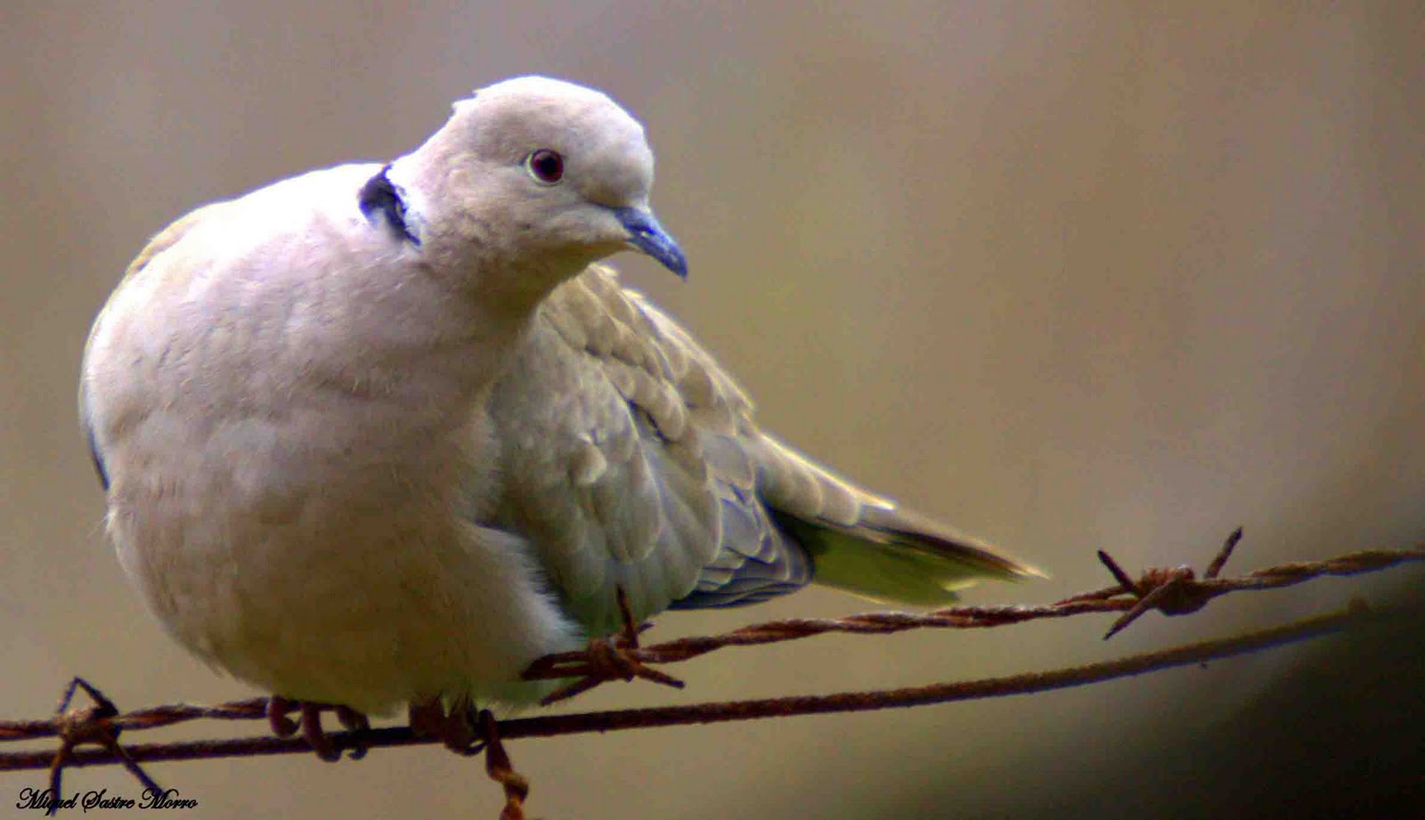 VIVE LA NATURALEZA: TÓRTOLA TURCA