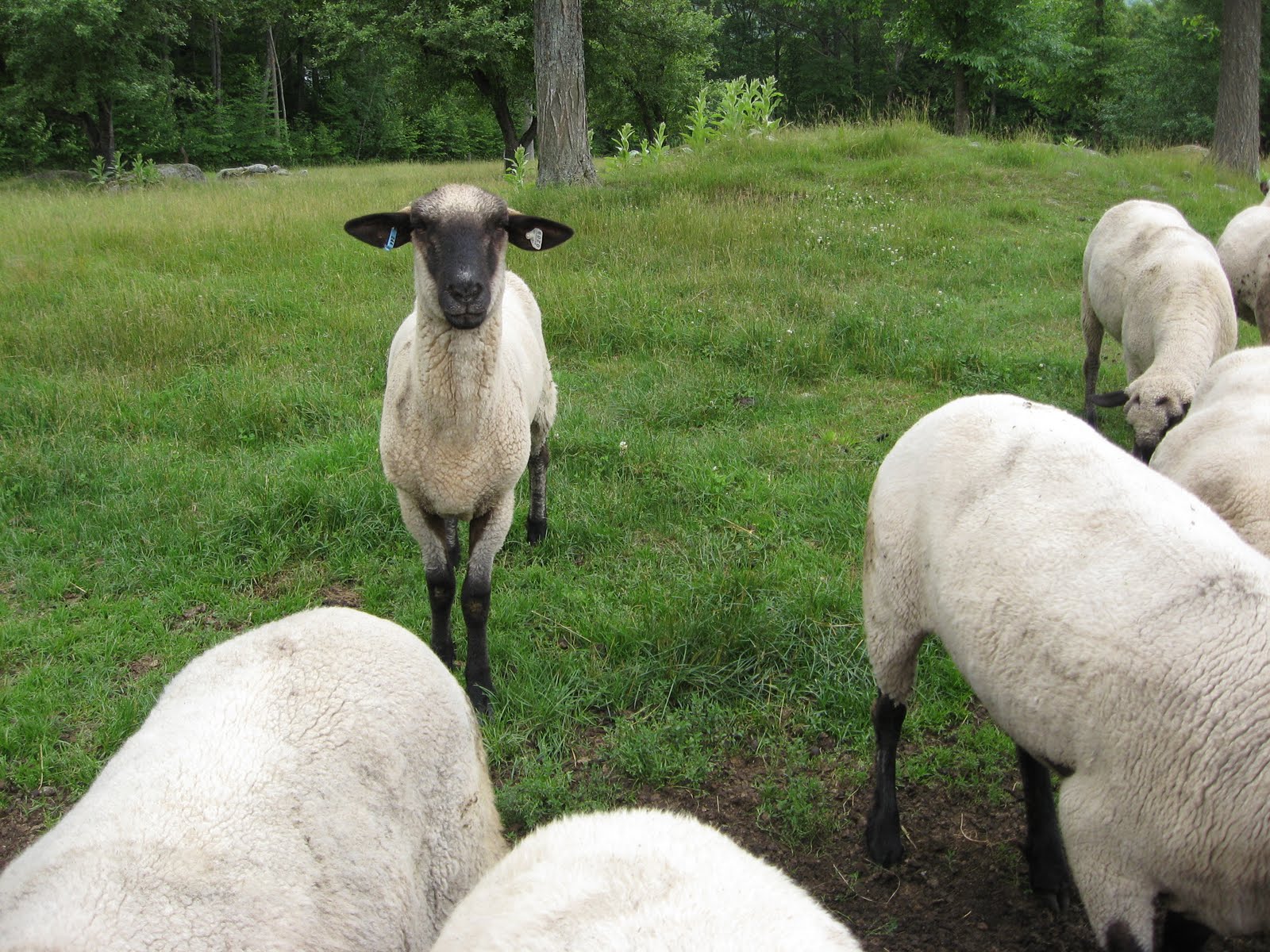 she's in the kitchen: my kale marathon and kale chips