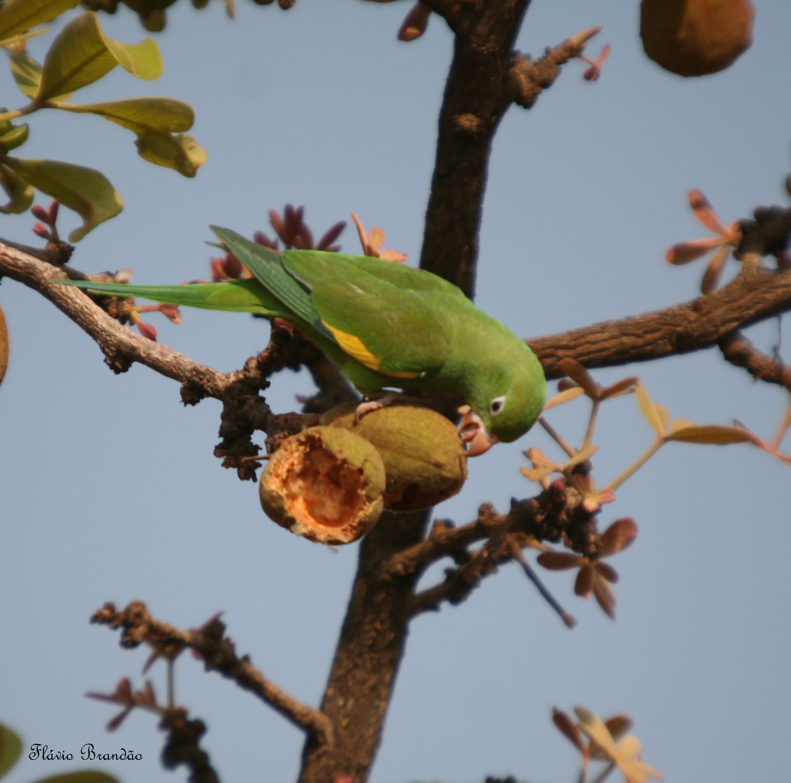 Animals Net: Maritaca