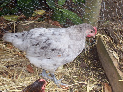 Flying the Coop – This Old House 2