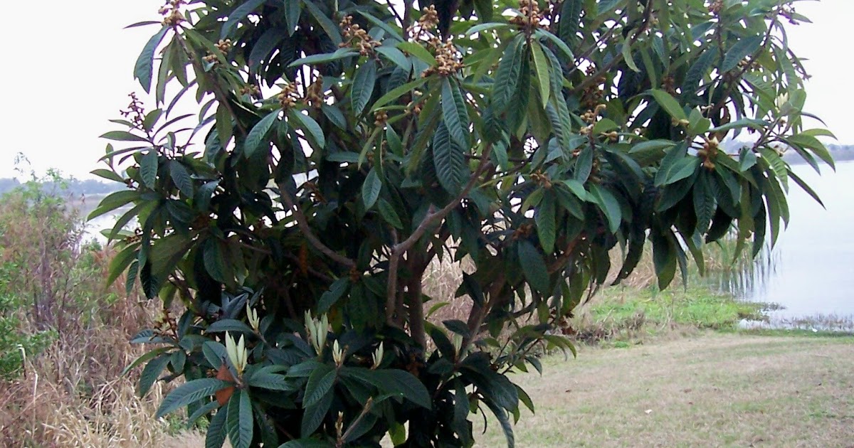 Panhead0422s Photographs A Local Loquat Tree
