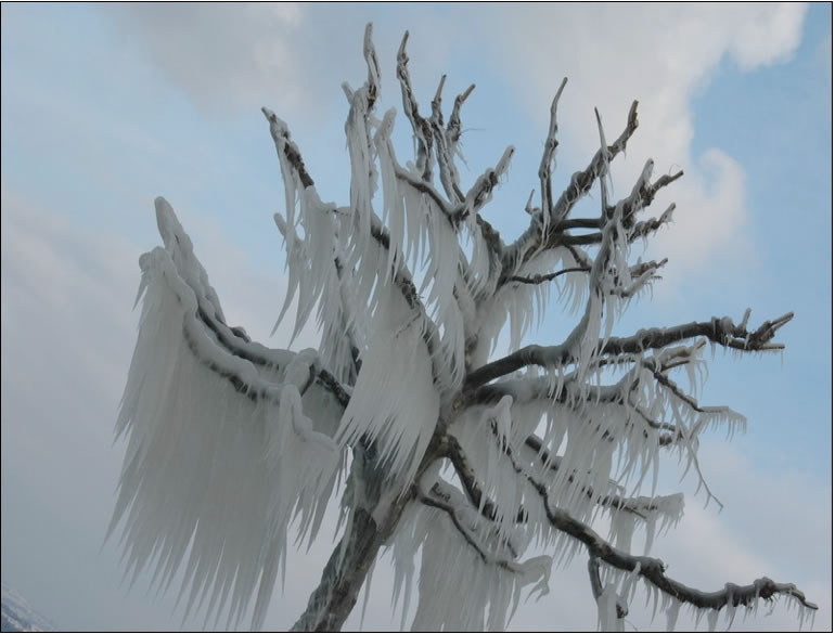 Emma Hill: Icicle Trees