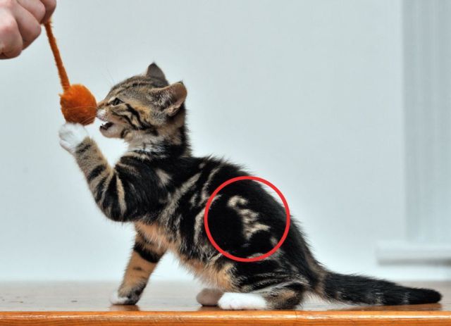 weird strange & freaky: cat