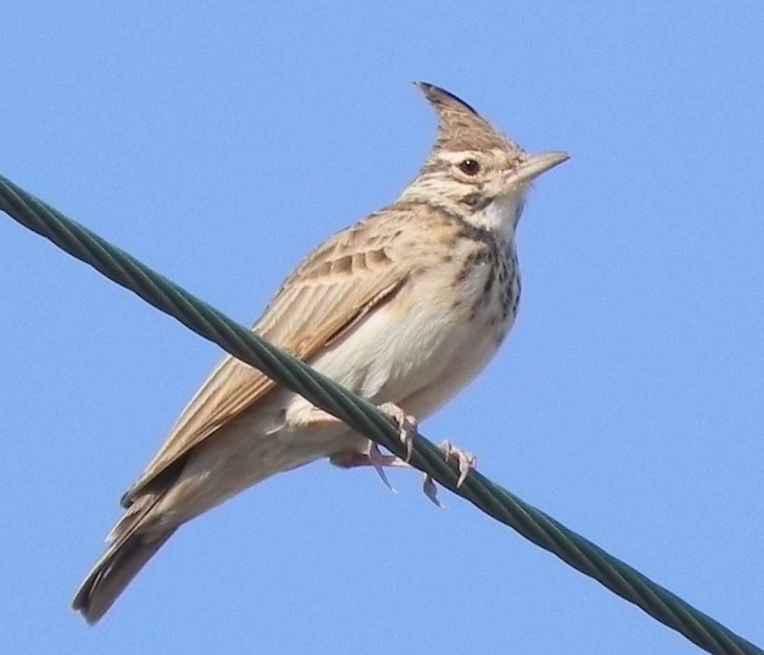 Birding for a Lark: Finches and friends near Ras Al Hilal